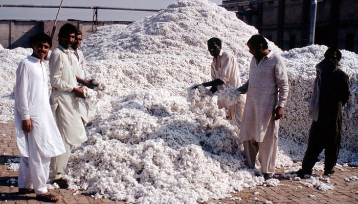 Reduction in cotton arrival at ginneries in Pakistan - Knitting Views