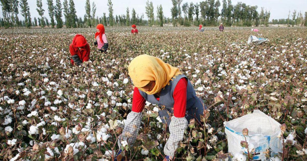 Cotton arrivals in Pakistan declined by 67 percent in peak month ...