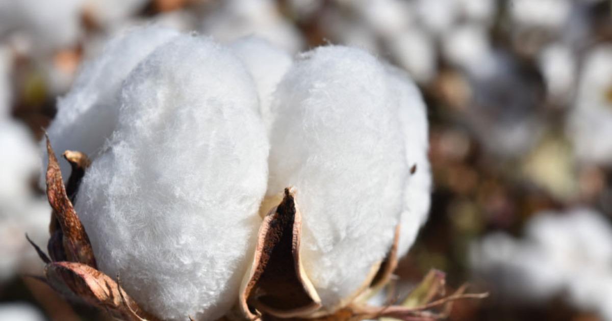 Cotton Proves as a Sustainable Advanced Textiles Product - Knitting Views