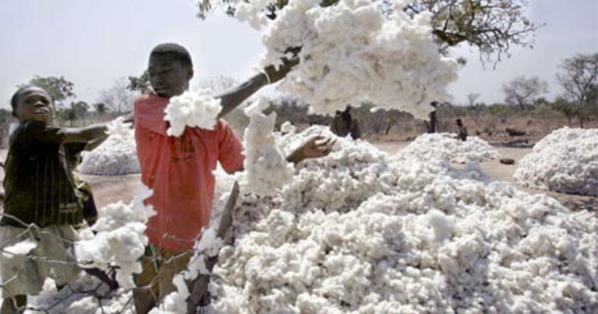Brazilian cotton has significantly increased its market share in China ...