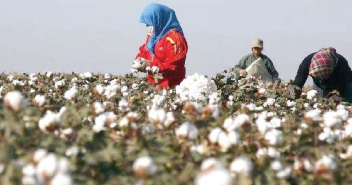 Local production of cotton in Pakistan is facing a shortfall of 2.5 mn ...
