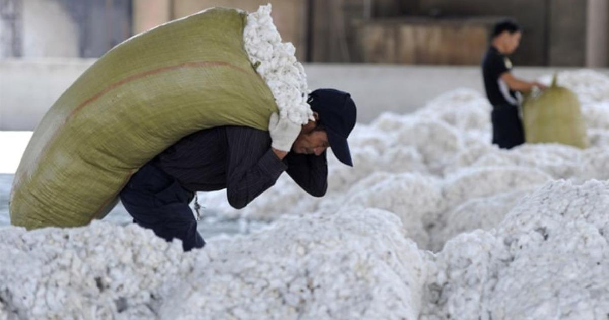 Vietnam's cotton import from Argentina increased; garment exports rise ...