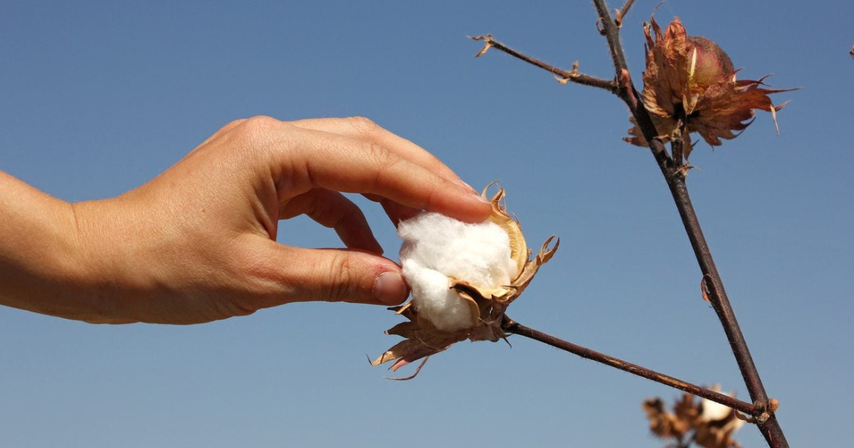 Growing interest among youth to find advanced applications for cotton ...