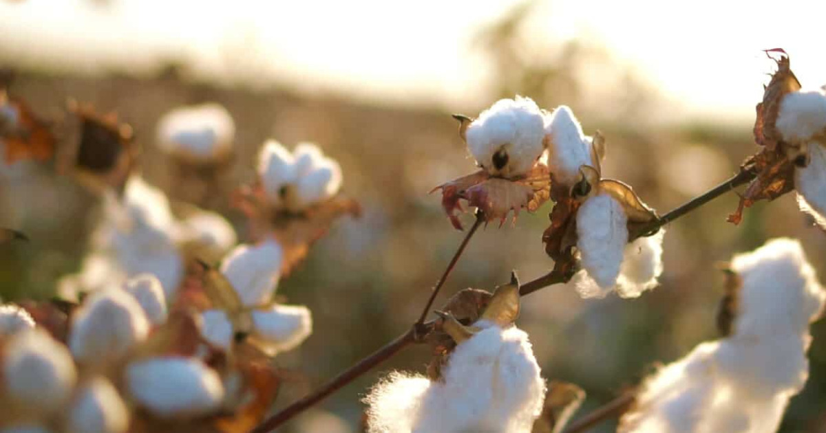 Rely on Textile Ministry cotton balance sheet - Knitting Views
