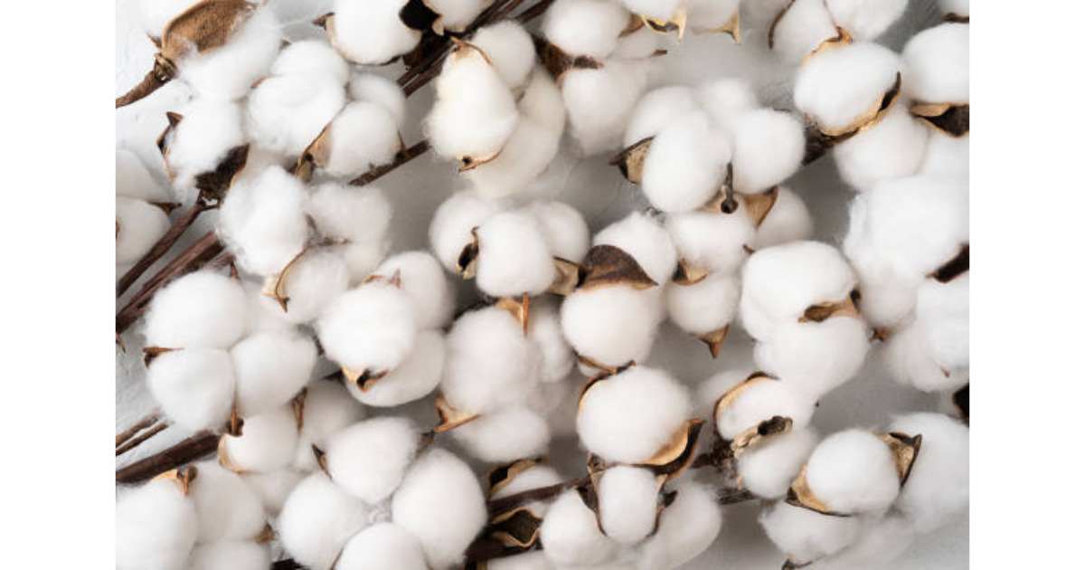 CAI nationwide meeting on Indian Cotton and Textile Industry - Knitting ...