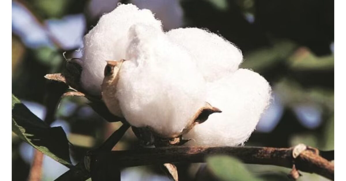 India set to approve improved Bt cotton variety: Giriraj Singh ...