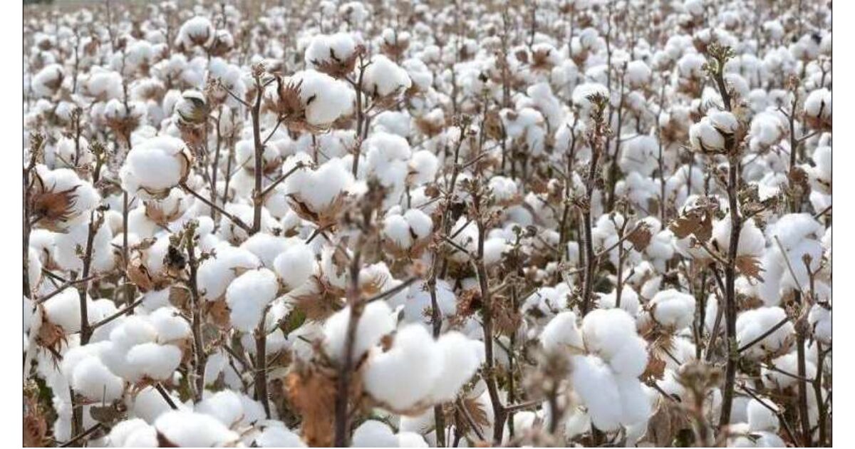 India will be the second largest cotton consumer country in this decade ...