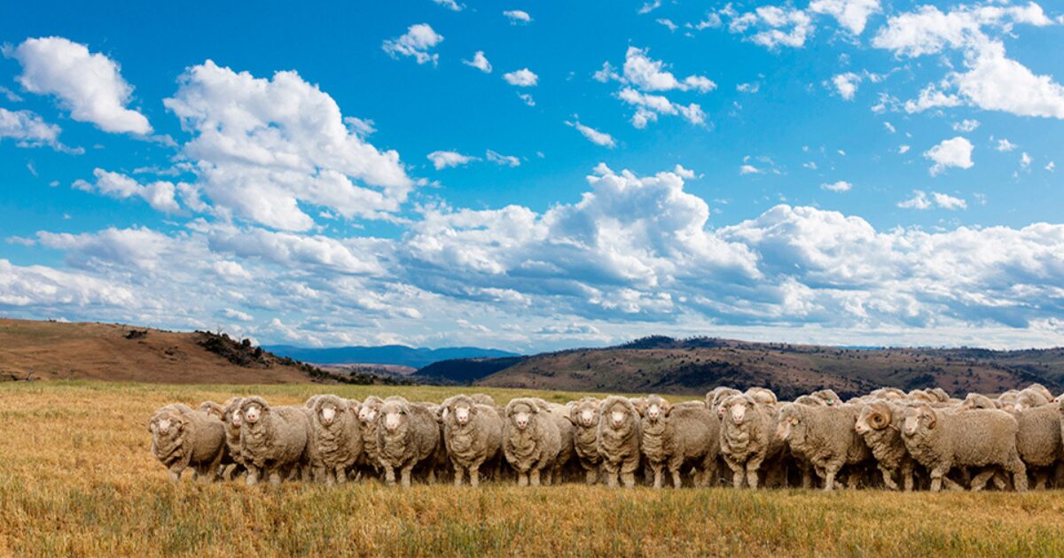 Woolmark launches AU$4 mn Insetting Program to reduce emissions in Australian Wool industry ...
