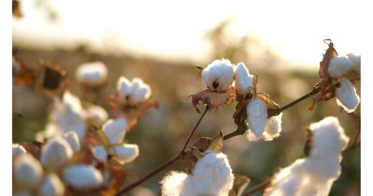 Textile industry set for recovery with RMG export growth and stable ...